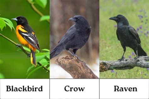 Blackbirds Vs Crows Vs Ravens What S The Difference