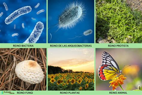 Seres vivos qué son características y clasificación Resumen