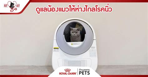 Cat Gallstone Disease Symptoms Treatment And Prevention Guide Archyde