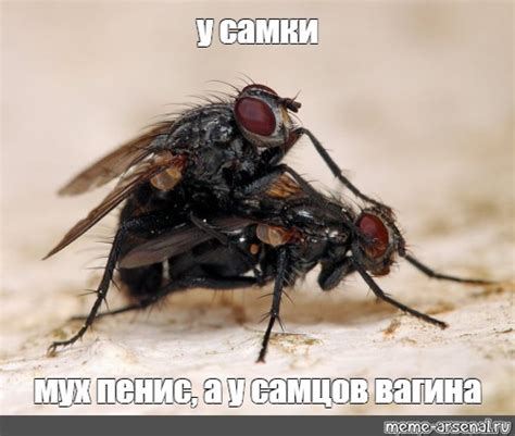 Meme