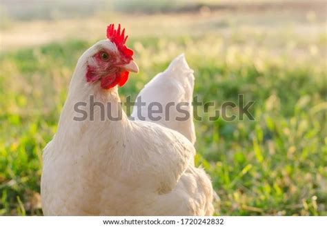 Chicken Blank Template Imgflip