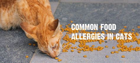 Food Allergies In Cats Common Symptoms How To Treat Them
