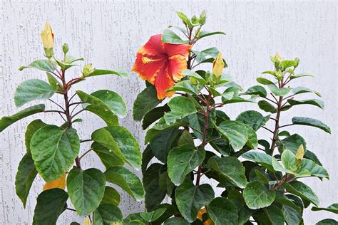 Hibisco Como cuidar Quais são os Benefícios