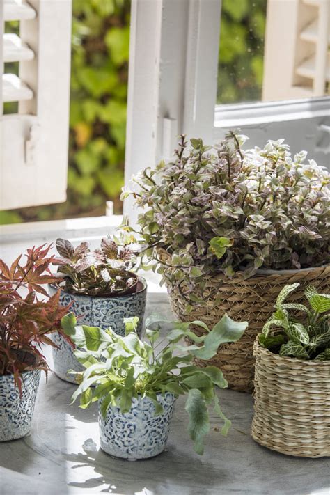 Consejos para cuidar tus plantas y tu jardín