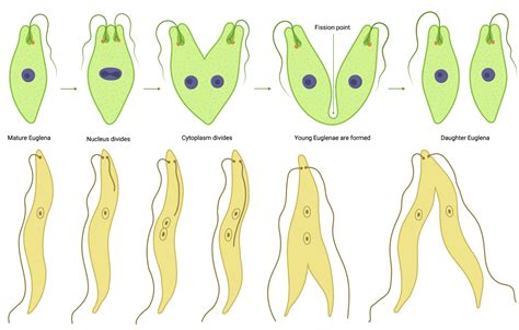 Asexual Reproduction Fission Lesson Science CBSE Class 10