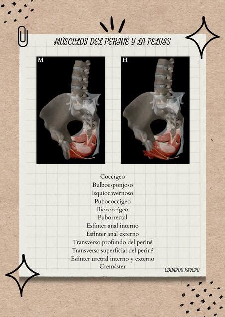 Músculos del periné y de la pelvis Eduardo Rivero uDocz