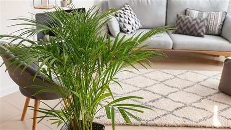 Plantas Purificadoras Jardinatis