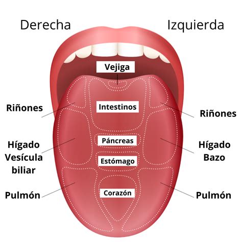 La Lengua Y Sus Partes Para Ninos