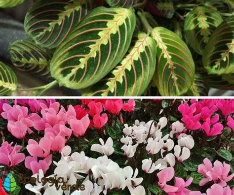 Plantas ornamentales qué son tipos nombres e imágenes