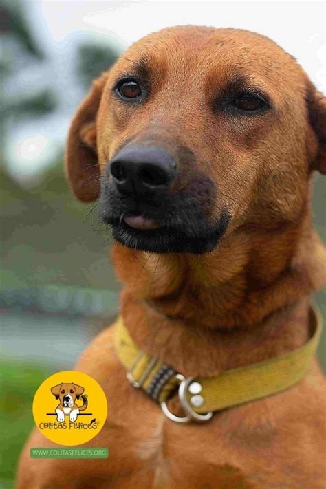 ADOPTA A Violeta Adopciones Bogota Colitas Felices