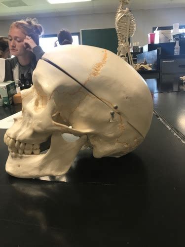 Skull Side View Diagram Quizlet