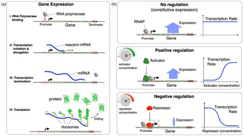 gene expression and gene regulation a main steps of gene expression download scientific