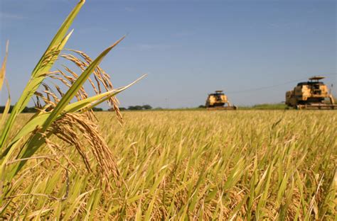 Maiores Produtores De Arroz Do Rio Grande Do Sul Na Safra