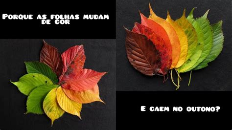 Porque As Folhas Caem No Outono