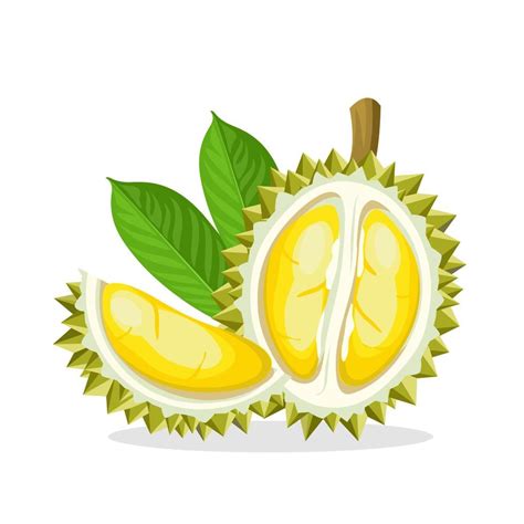 Vector Illustration Of A Durian Fruit Isolated On A White Background