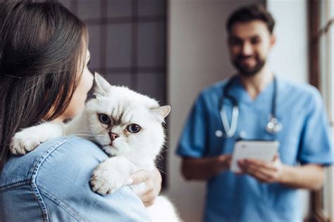 Paddington Vet Ashgrove Avenue Veterinary Clinic