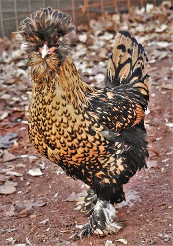 Gold And Black Pavlovskaya Egg Well Farm