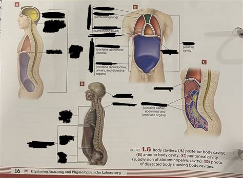 Anatomy Lab Body Cavities And Membranes Diagram Quizlet