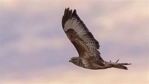 Spirituele Betekenis Buizerd Yoga Vandaag