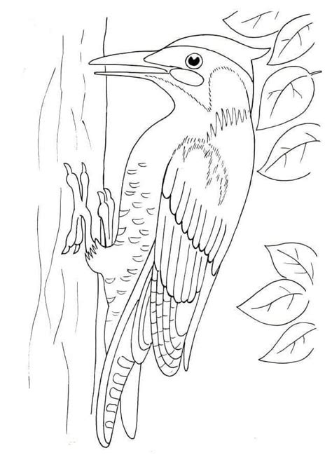 Pájaro Carpintero de Pecho Fulvous para colorear imprimir e dibujar