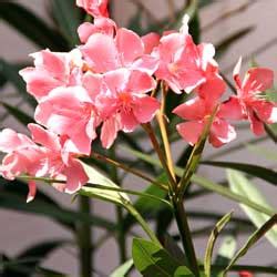 Ep184 Variedade de cores na floração da oleander Jardinagem Simples