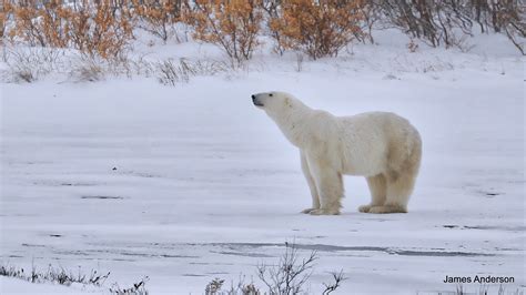 Polar Bear Flickr