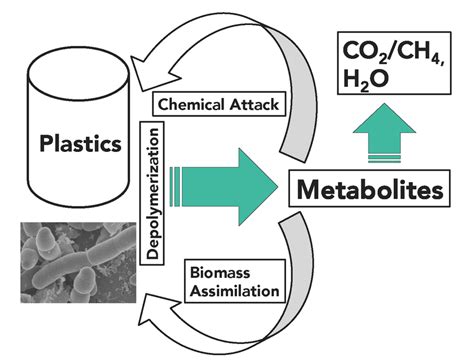 A Simplified Illustration On Microbial Degradation Of Plastics And The