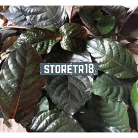 Jual Daun Ungu Atau Daun Handeuleum Segar Paket Gram Obat Wasir