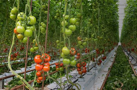 Confira Seis Passos Para Plantar Tomates Em Estufa Revista Rural