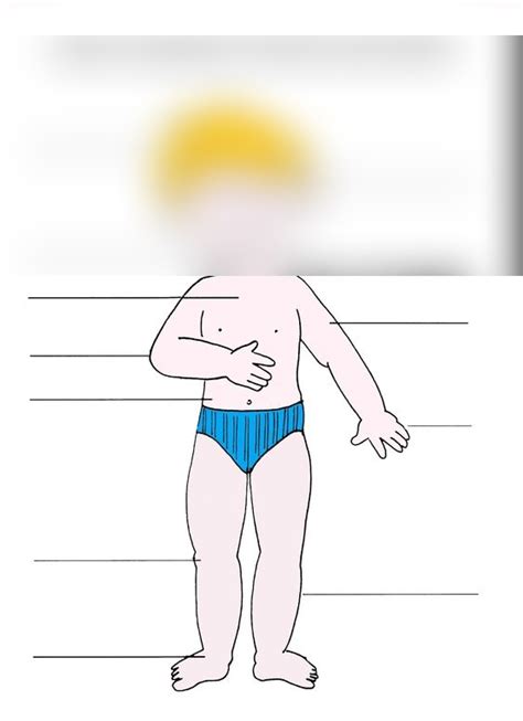 Diagramma Il Corpo Umano 2 Quizlet
