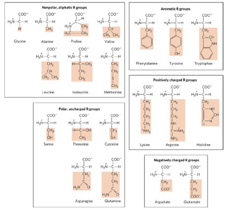 Amino Acids Chart Polar Nonpolar