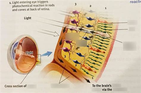 AP Psych Retina Diagram Diagram Quizlet