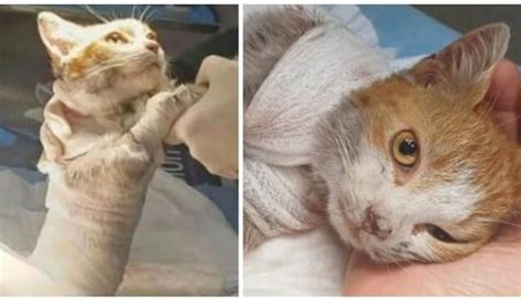 Angri esame autoptico choc Il gatto Leone è stato scuoiato da un