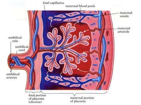 Chapter 17 Reproduction In Humans Lesson 3 Sexual Intercourse Fertilizationpregnancy