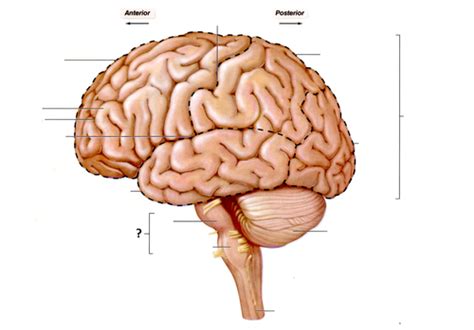 Brain Anatomy Of Cerebrum Flashcards Quizlet