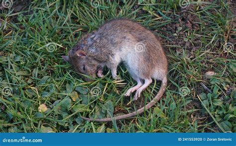 Imagen De Una Rata Muerta Foto De Archivo Imagen De Sucio 241553920