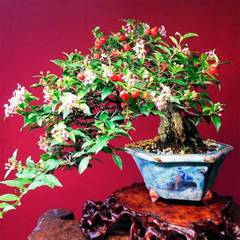 Bonsái Acerola Malpighia Cuidados y mantenimiento