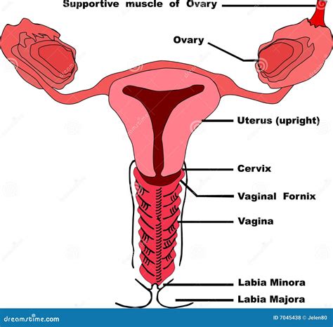 Vagina Stock Vector Illustration Of Clitoris Woman Anatomical 7045438