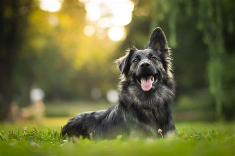 Köpeklerin Kulakları Neden Kesilir