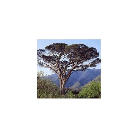Pin Parasol Pinus Pinea