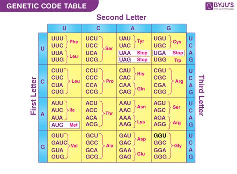 The Genetic Code Types And Codons For Amino Acids Translation