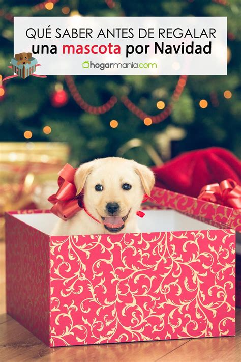 Consejos Para Regalar Mascotas En Navidad Hogarmania En