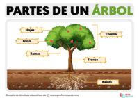 Partes de un Árbol