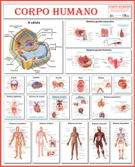MAPA DO CORPO HUMANO