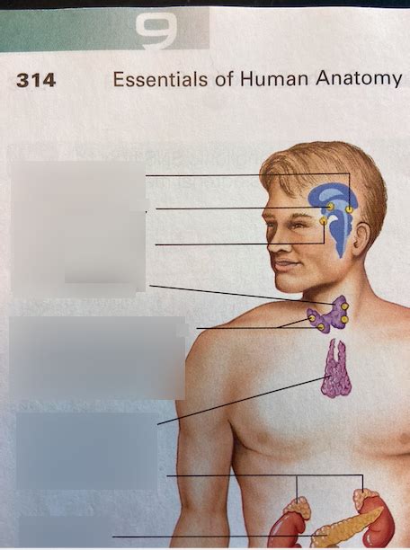 Anantomy Endocrine Labeling Diagram Diagram Quizlet