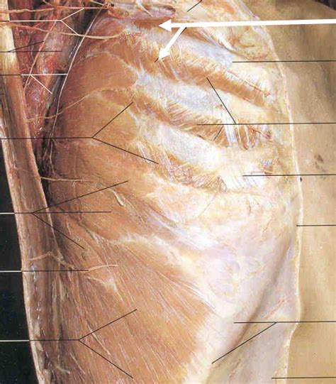 Anterior Torso Diagram Quizlet