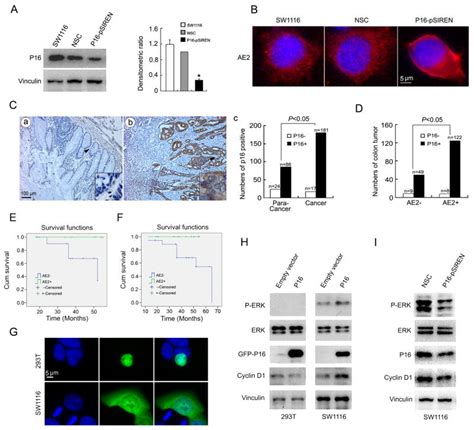 Gastrin Inhibits A Novel Pathological Colon Cancer Signaling Pathway