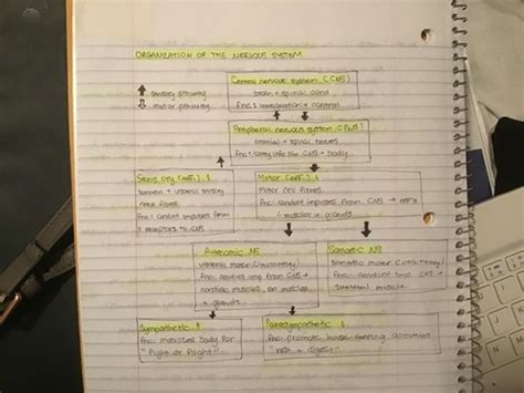Chapter The Autonomic Nervous System Flashcards Quizlet