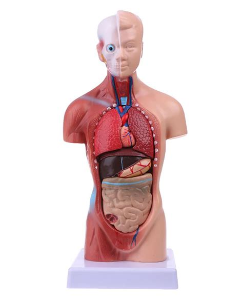 Buy New Human Torso Body Model Anatomy Anatomical Internal Organs For