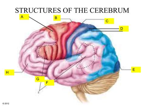 Structures Of The Cerebrum Diagram Quizlet